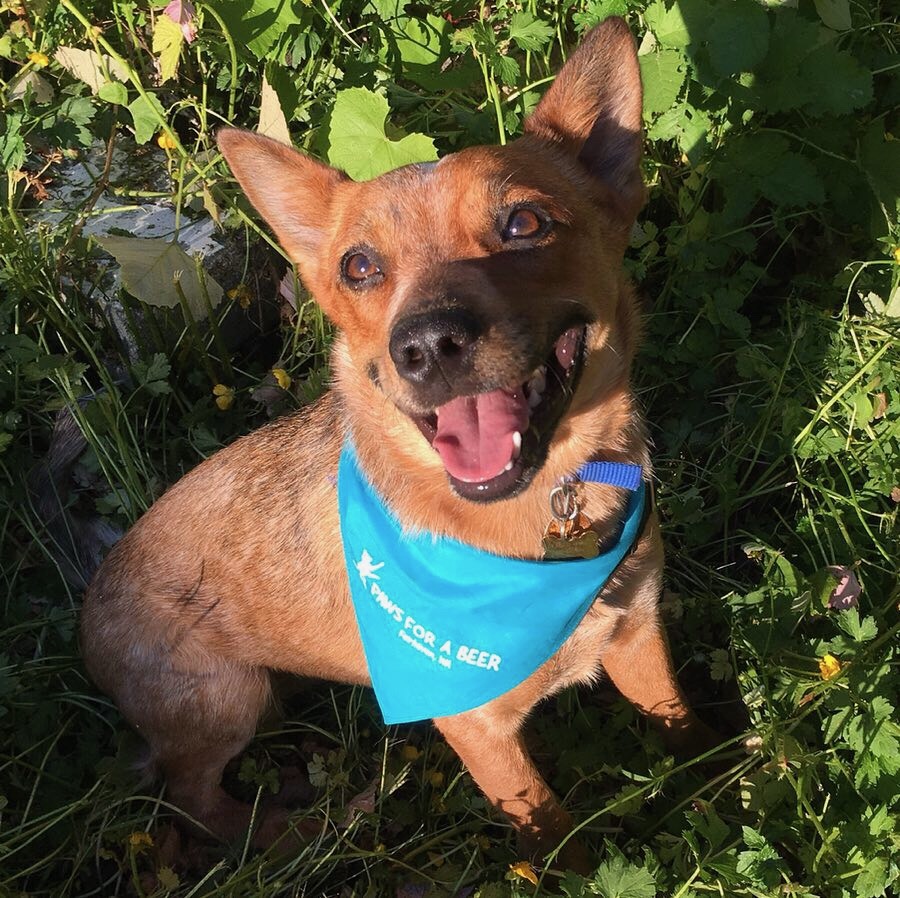 Home - Pacific Northwest Cattle Dog Rescue